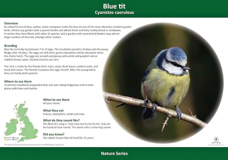 Nature Trails Birds - Nature Sign Design.