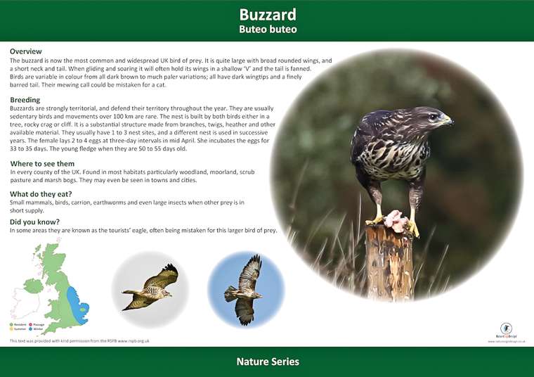 Nature Trails Birds - Nature Sign Design.