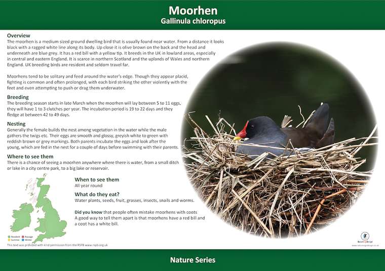 Nature Trails Birds - Nature Sign Design.