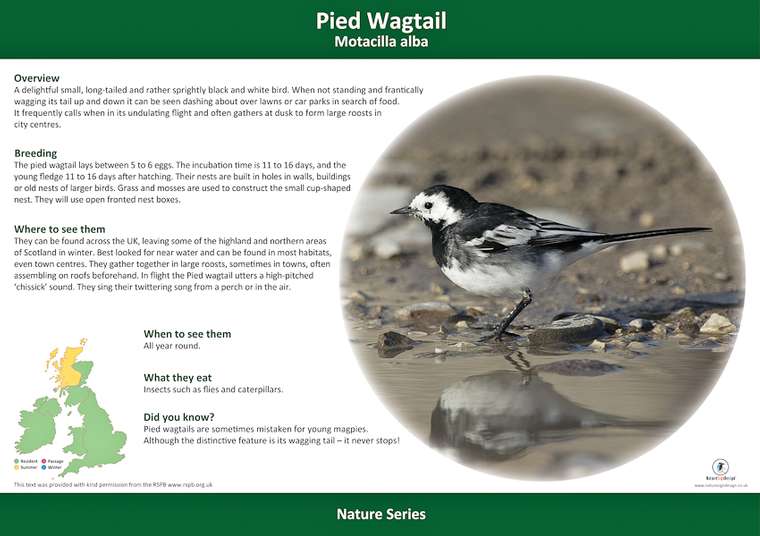 Nature Trails Birds - Nature Sign Design.