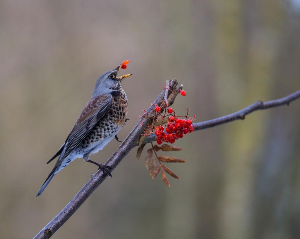 Fieldfare January Photo of the Month - Nature Sign Design