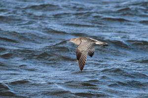Curlew March Photo of the Month - Nature Sign Design